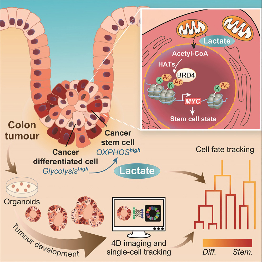 NEWS – Rodriguez Colman Lab